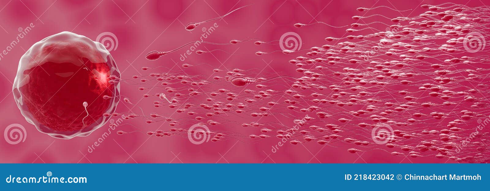 The Sperm is Directed Towards the Egg. To Do Human Mating. a Pre ...