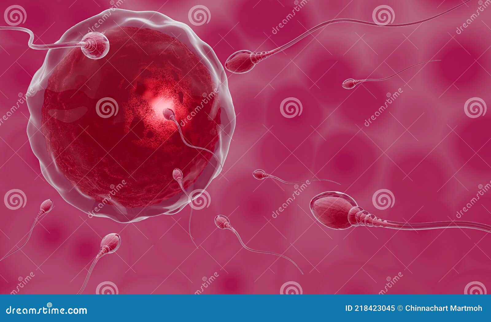 The Sperm is Directed Towards the Egg. To Do Human Mating. a Pre ...