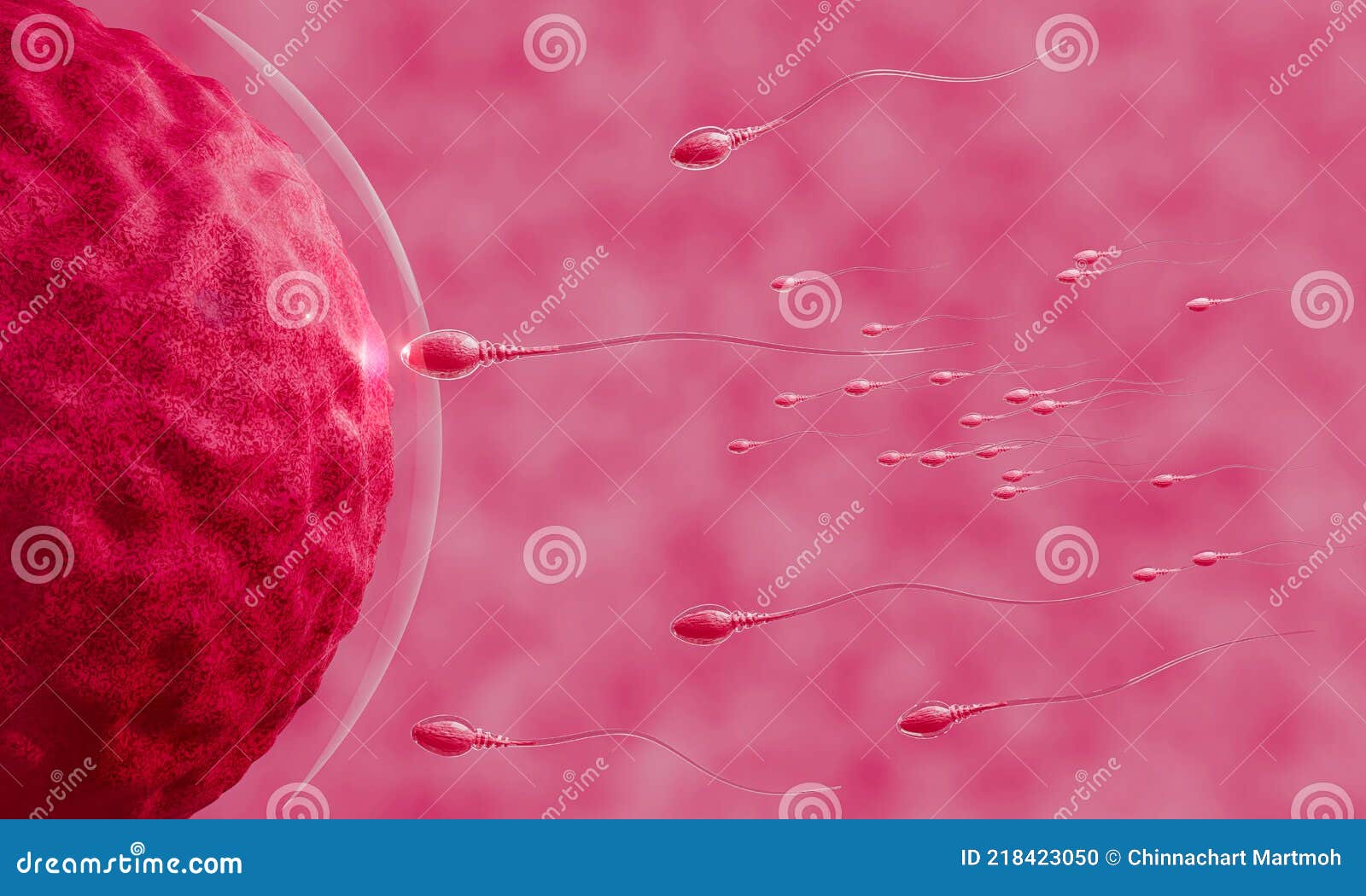 The Sperm is Directed Towards the Egg. To Do Human Mating. a Pre ...