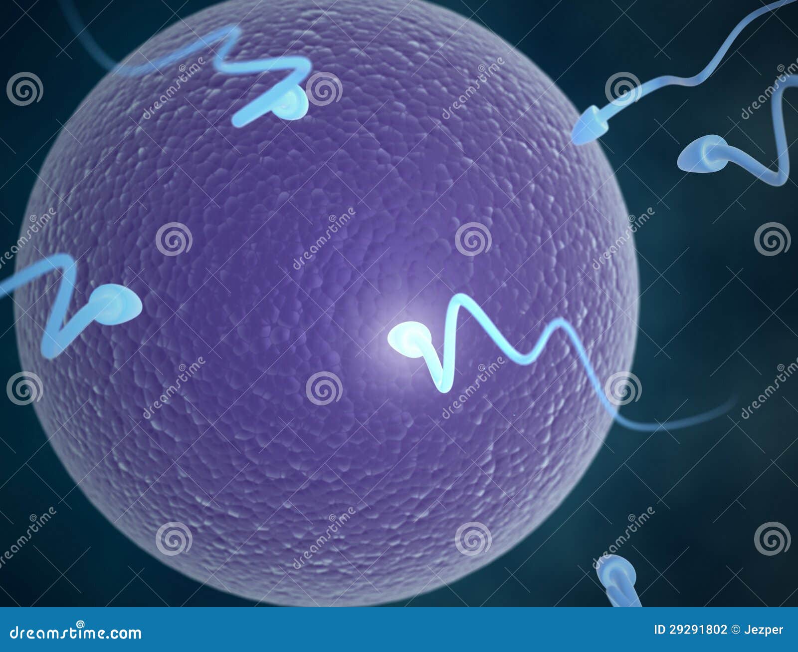 Sperm Cell And Egg Cell