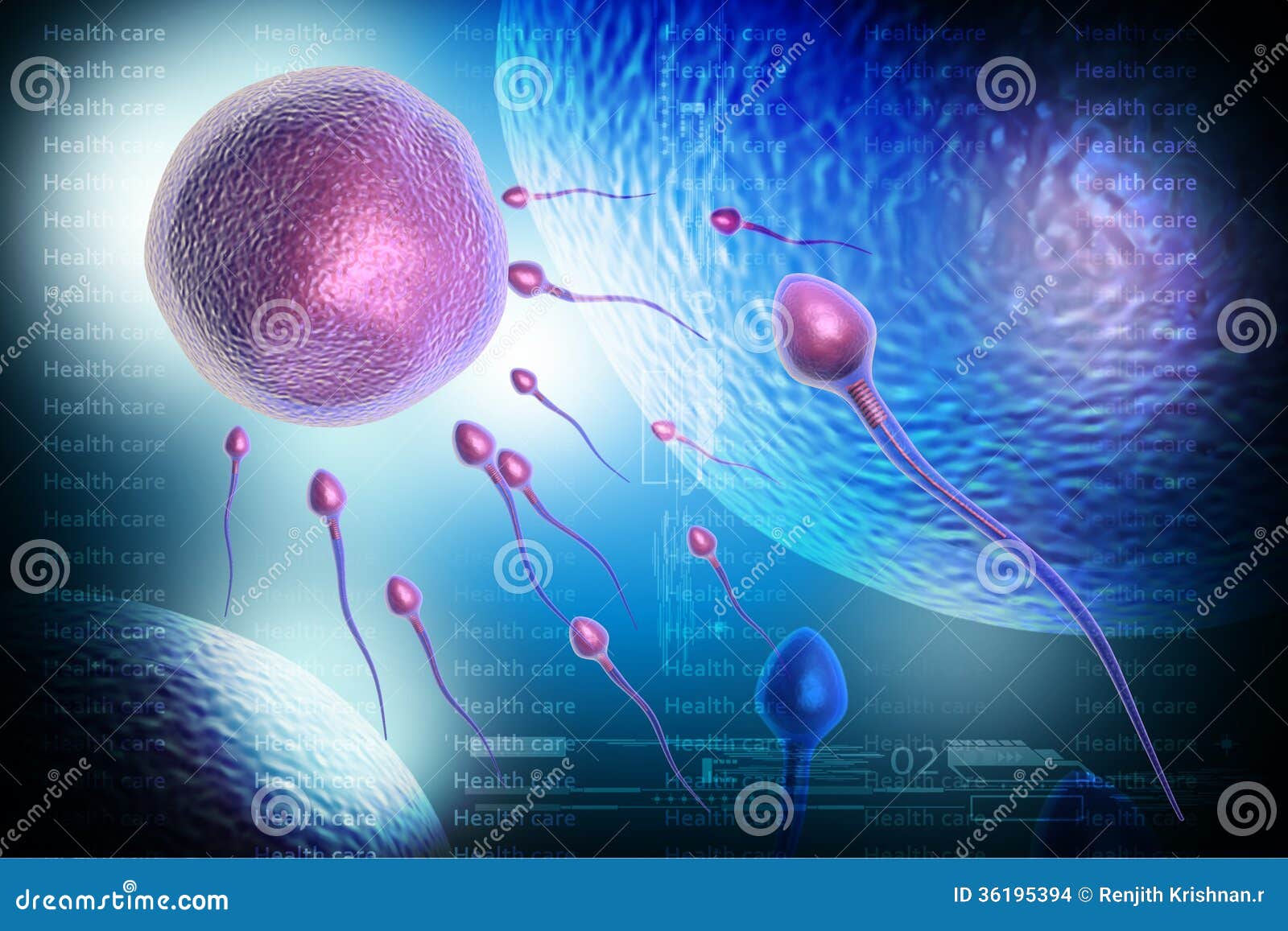 Sperm and egg cell stock illustration. Illustration of love - 36195394