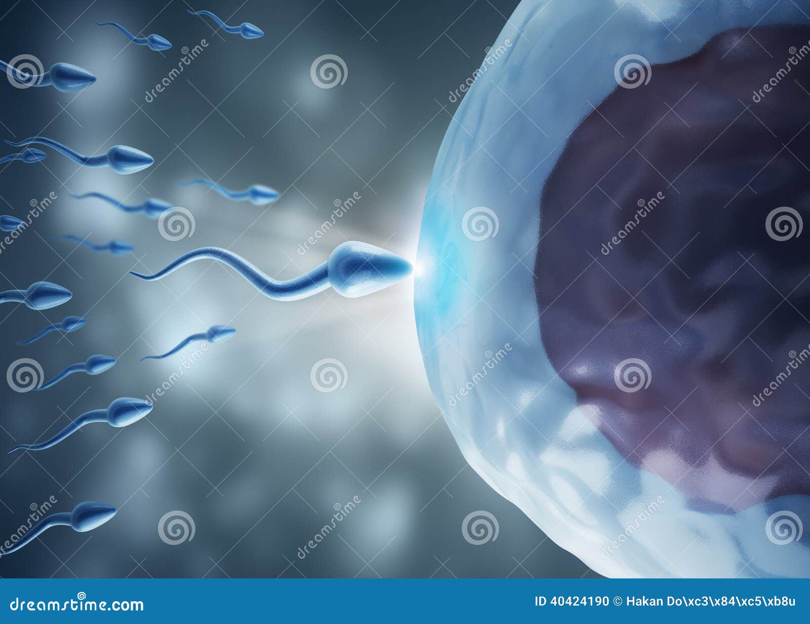 Sperm and egg cell stock illustration. Illustration of human - 40424190