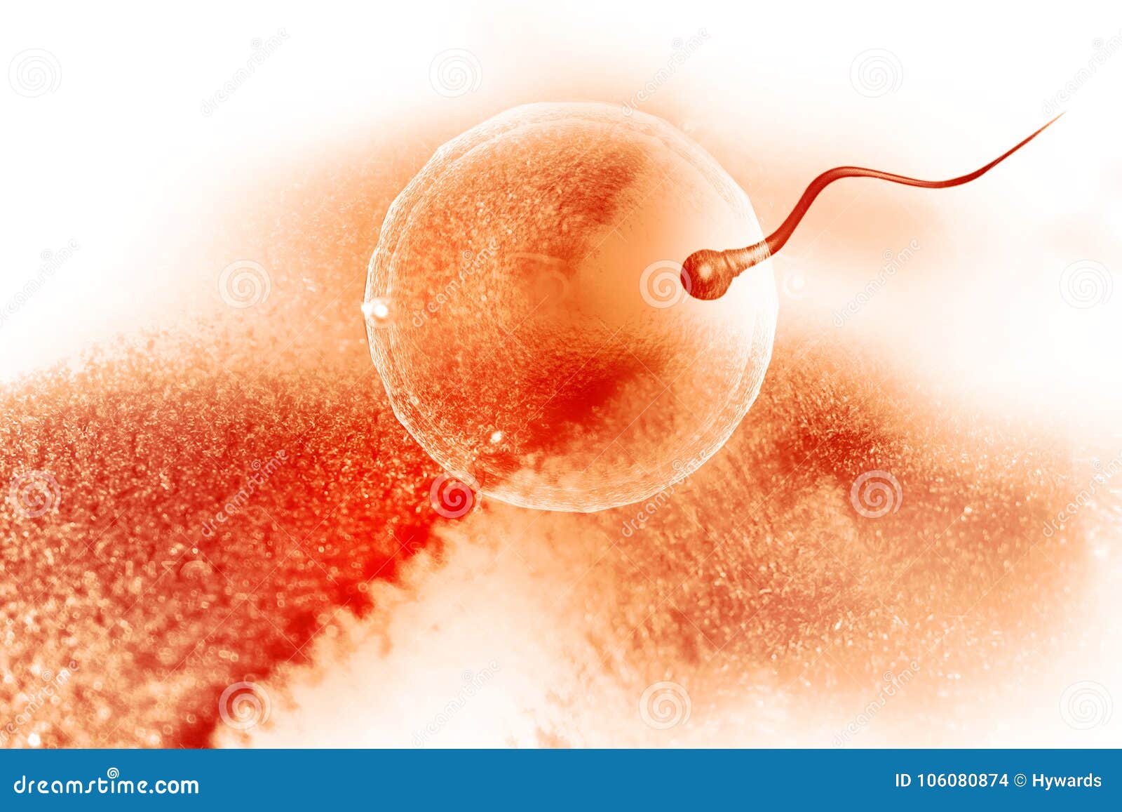 Sperm And Egg Cell Stock Illustration Illustration Of Life 106080874