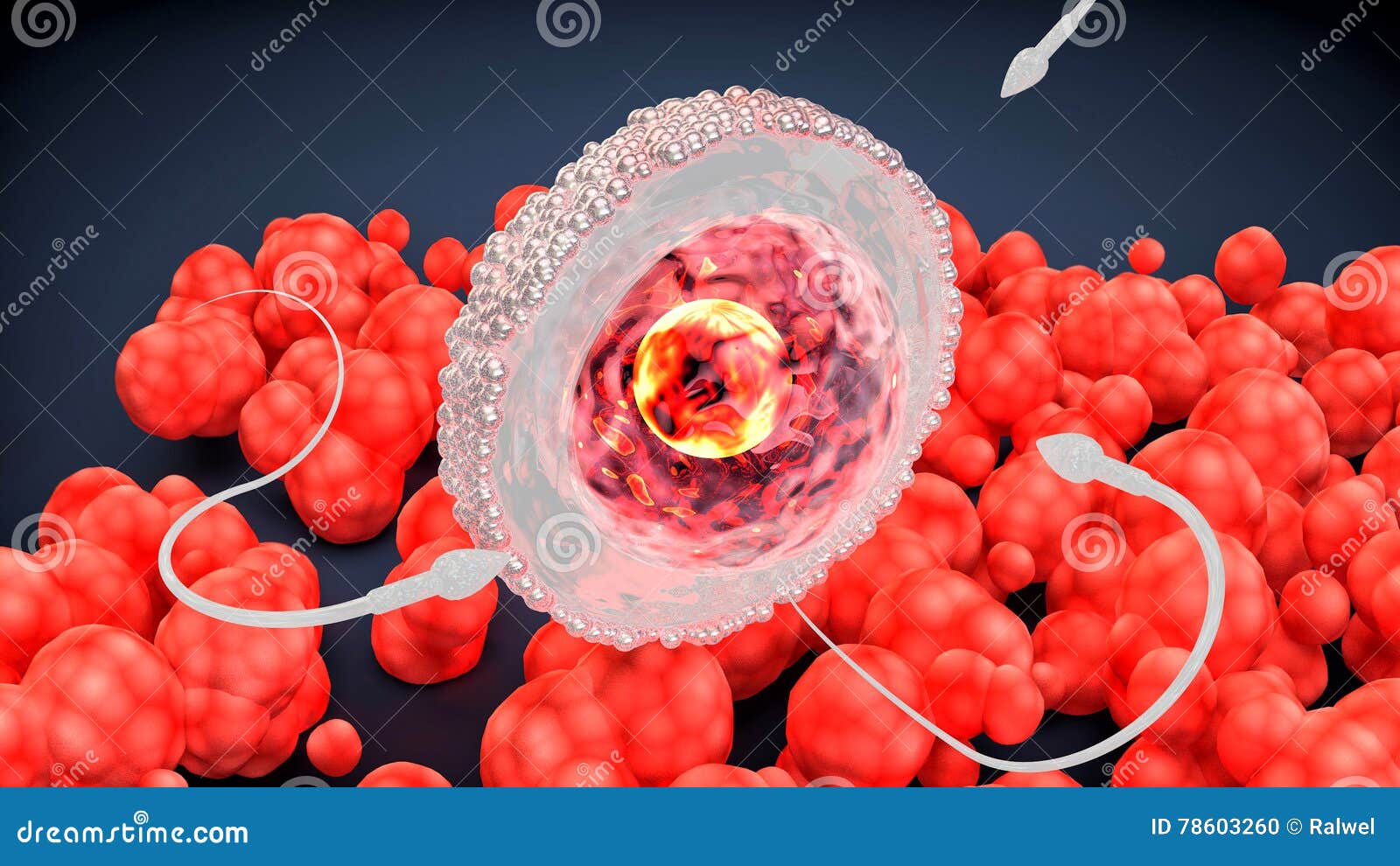 Sperm and Egg Cell. Early Stage Embryo Stock Illustration ...