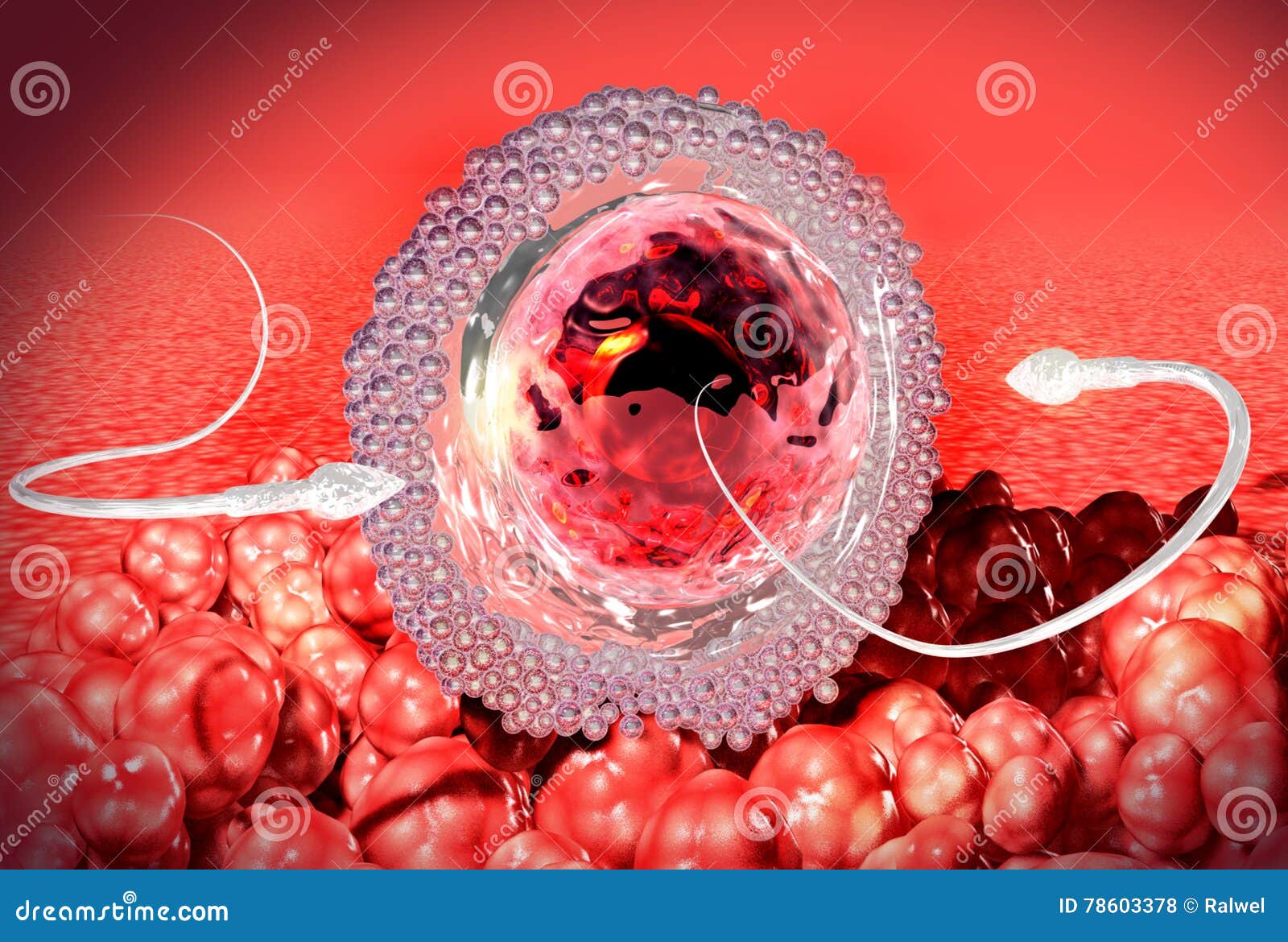 Sperm and Egg Cell. Early Stage Embryo Stock Illustration ...
