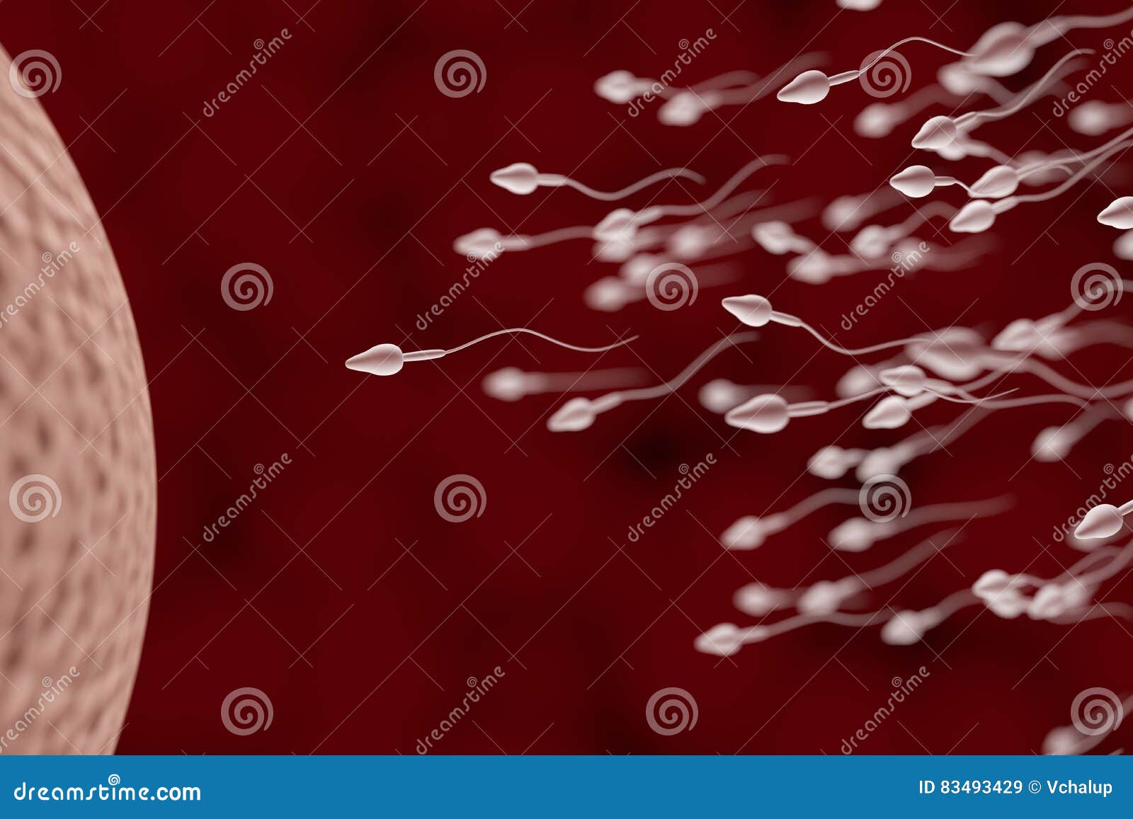 Sperm and Egg Cell. Fertilization Concept Stock Illustration ...