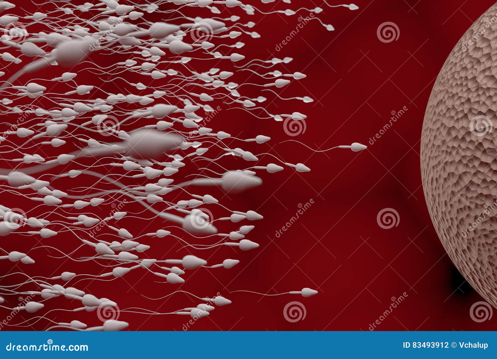 Sperm and Egg Cell. Fertilization Concept Stock Illustration ...
