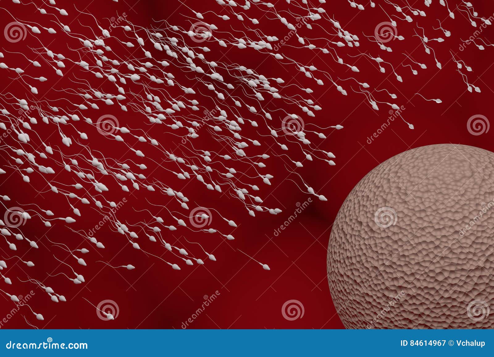 Sperm and Egg Cell. Fertilization Concept Stock Illustration ...