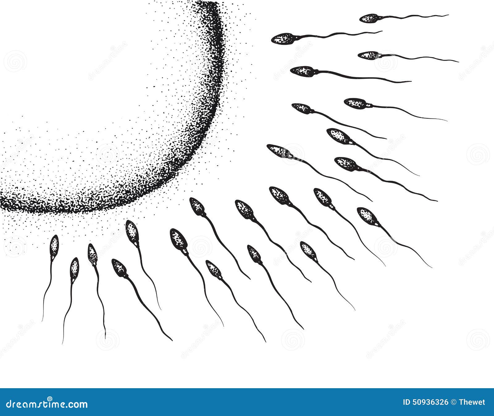 Sperm And Egg Cell Hand Drawing Stock Vector Illustration Of Feminine