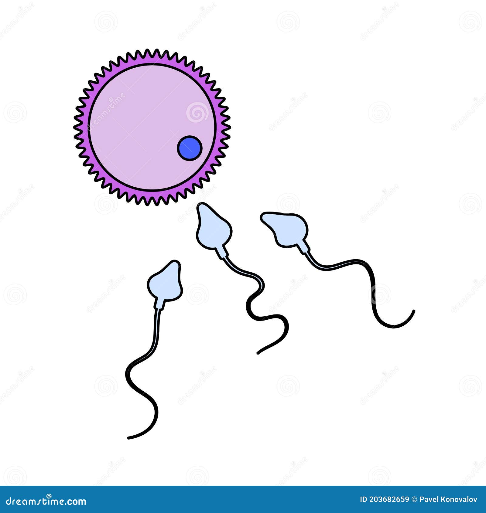 Sperm And Egg Cell Icon Stock Vector Illustration Of Ovule 203682659