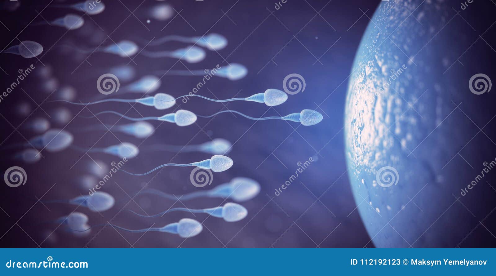 Sperm Egg Microscope