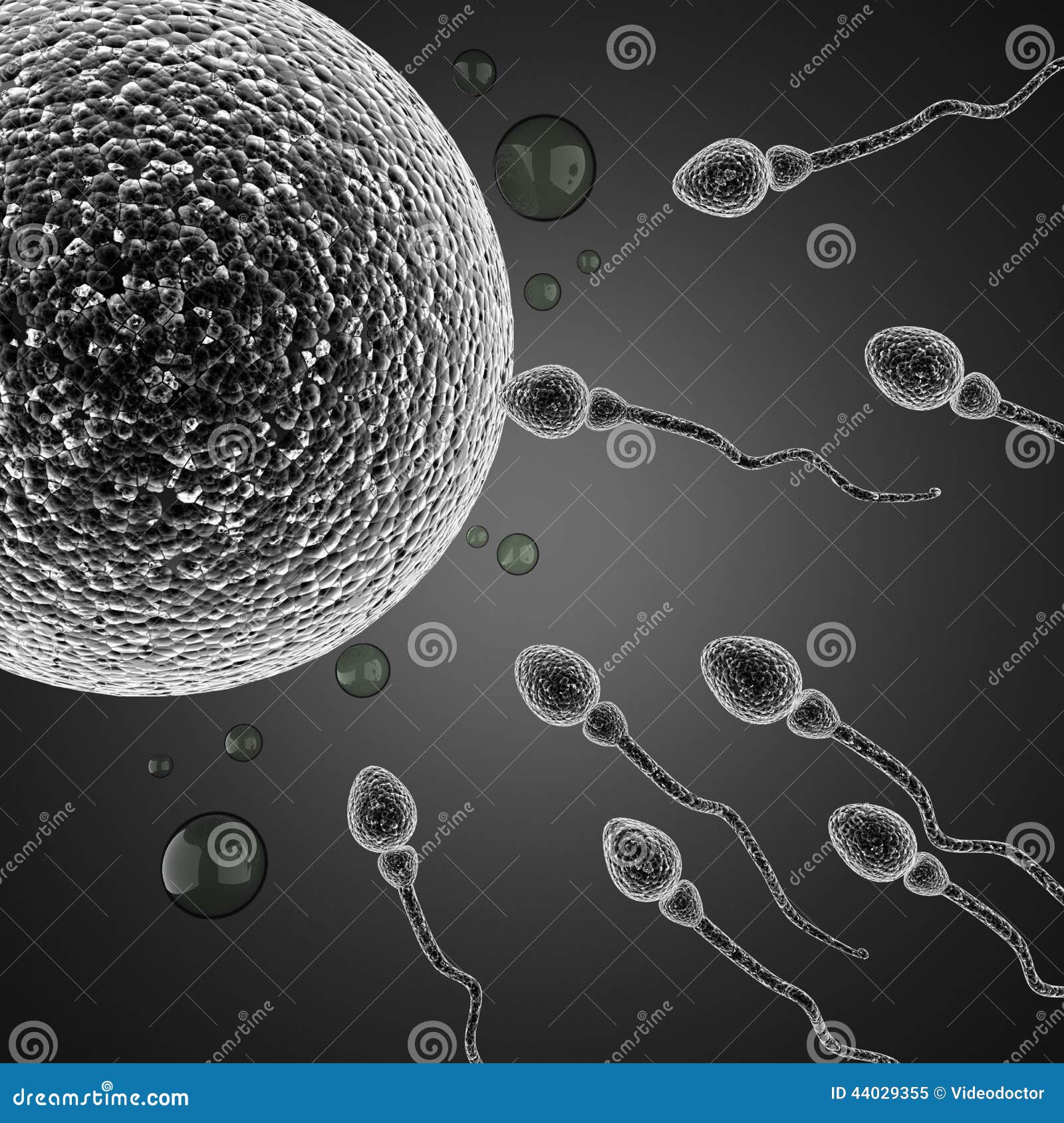 Sperm And Egg Cell Microscopic Stock Illustration Illustration Of