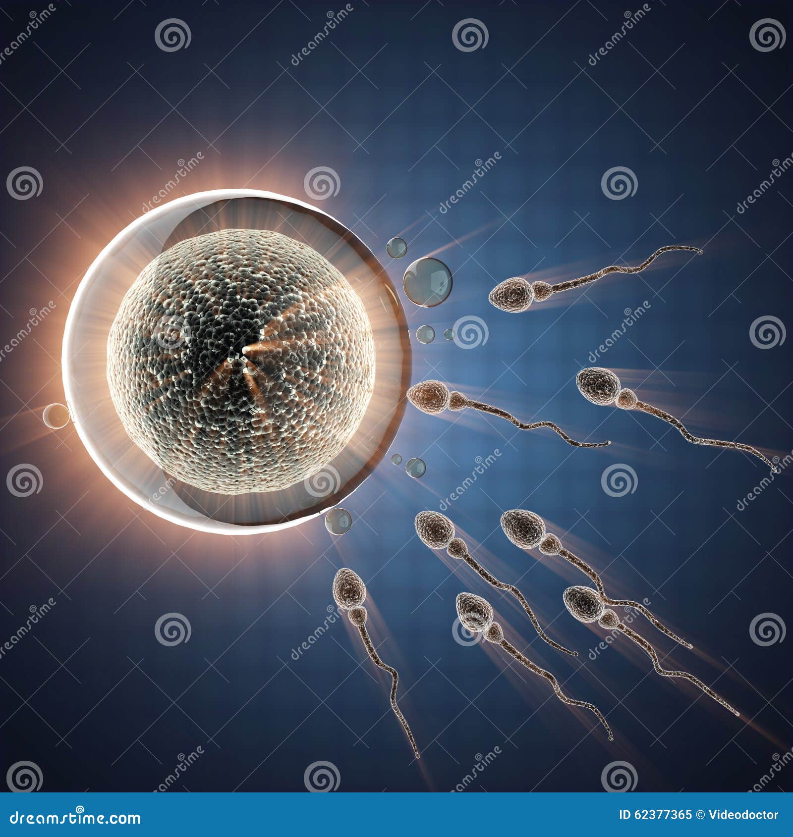 Sperm and Egg Cell. Microscopic Image Stock Illustration - Illustration ...