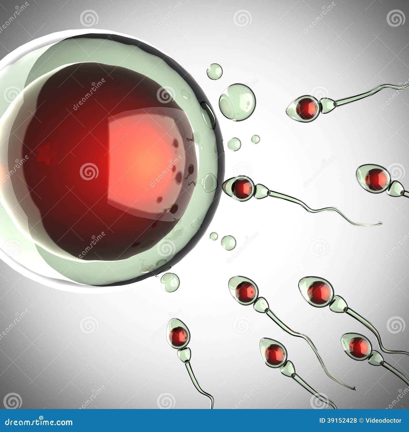 Sperm And Egg Cell Microscopic Image Stock Illustration Image 39152428
