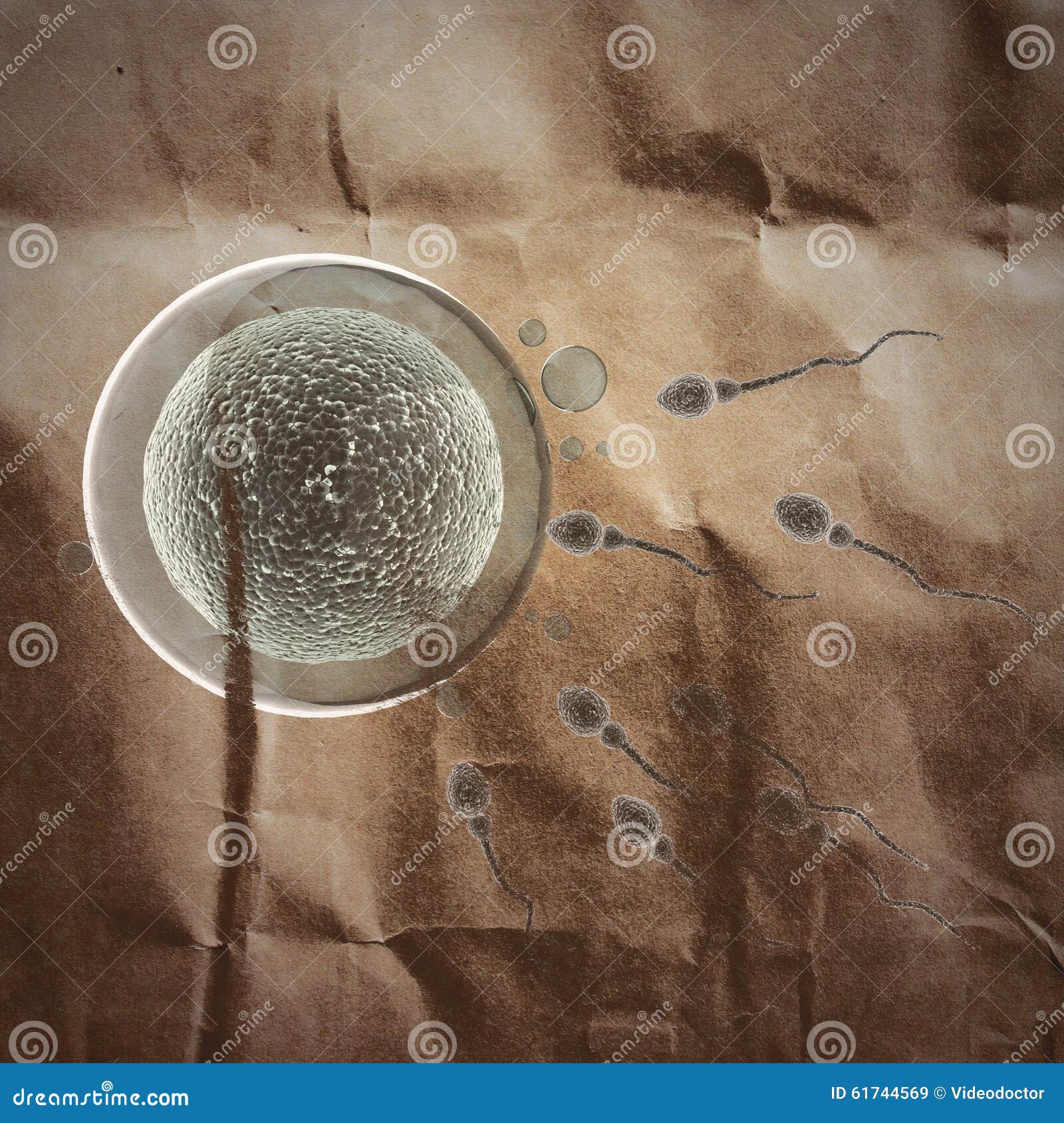 Human Egg Cell Microscope