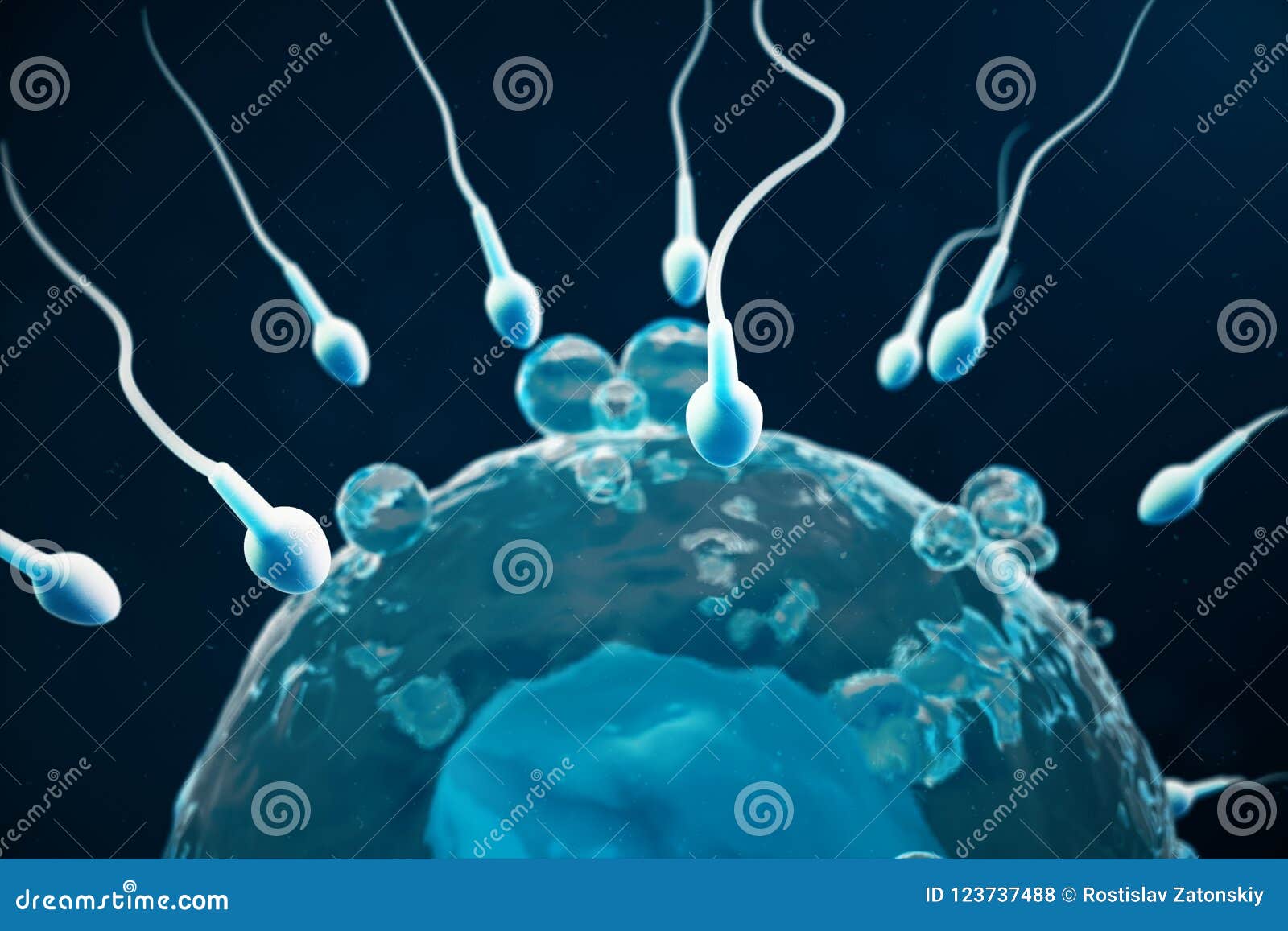 Sperm and Egg Cell, Ovum. Native and Natural Fertilization - Close-up ... Sperm and Egg Cell, Ovum. Native and Natural Fertilization - Close-up ...