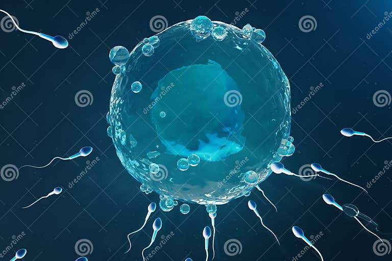 Sperm And Egg Cell Ovum Native And Natural Fertilization Close Up