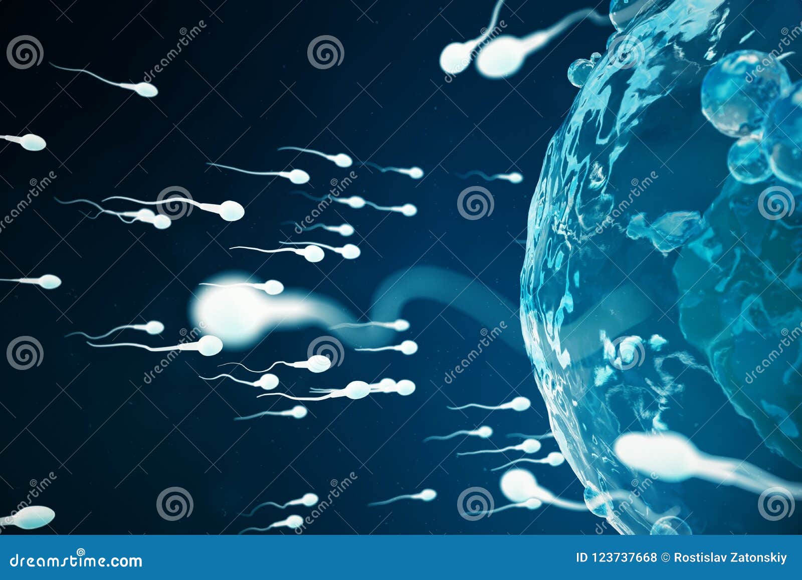 Sperm and Egg Cell, Ovum. Native and Natural Fertilization - Close-up ...