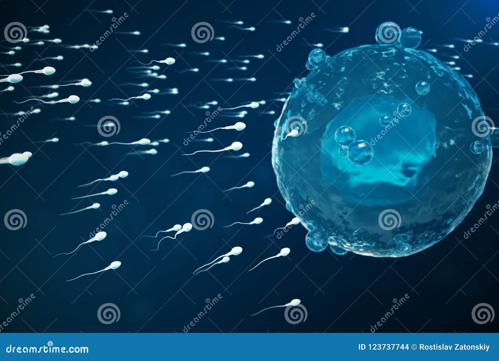 Sperm And Egg Cell Ovum Native And Natural Fertilization Close Up