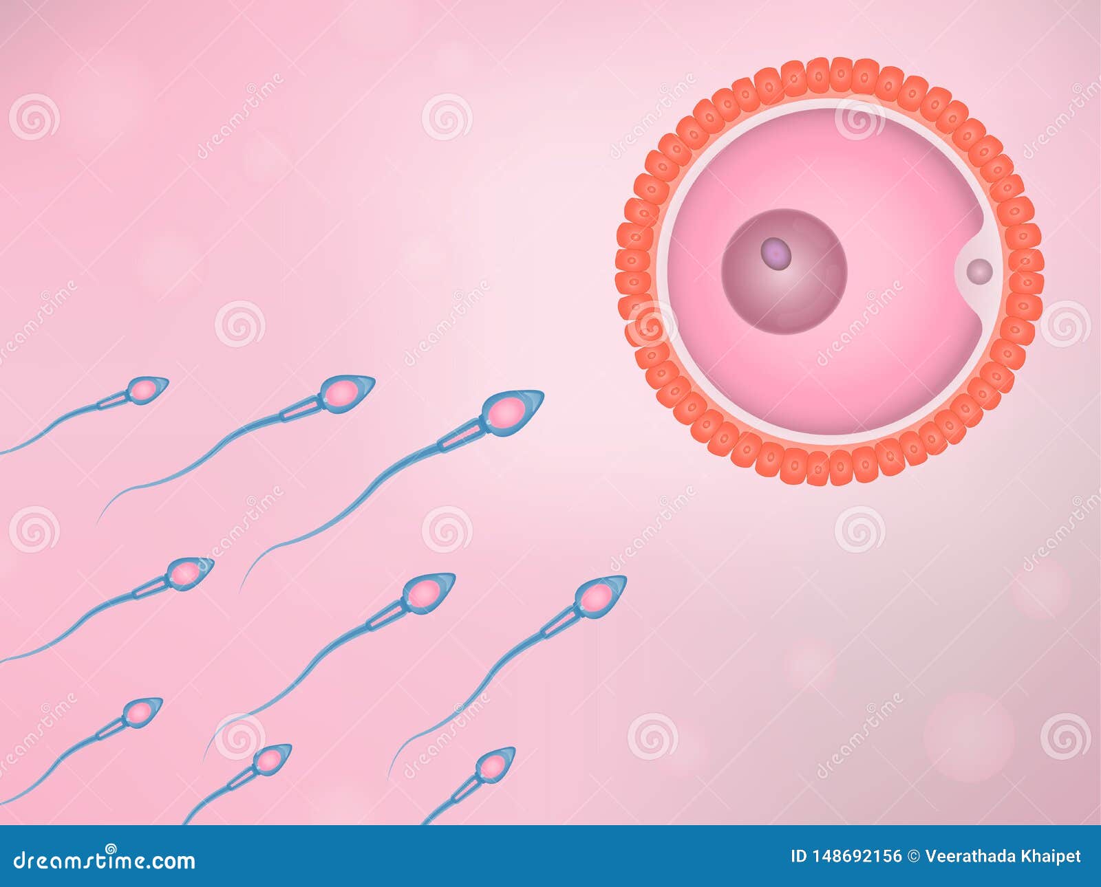 Sperm and egg cell stock vector. Illustration of background - 148692156
