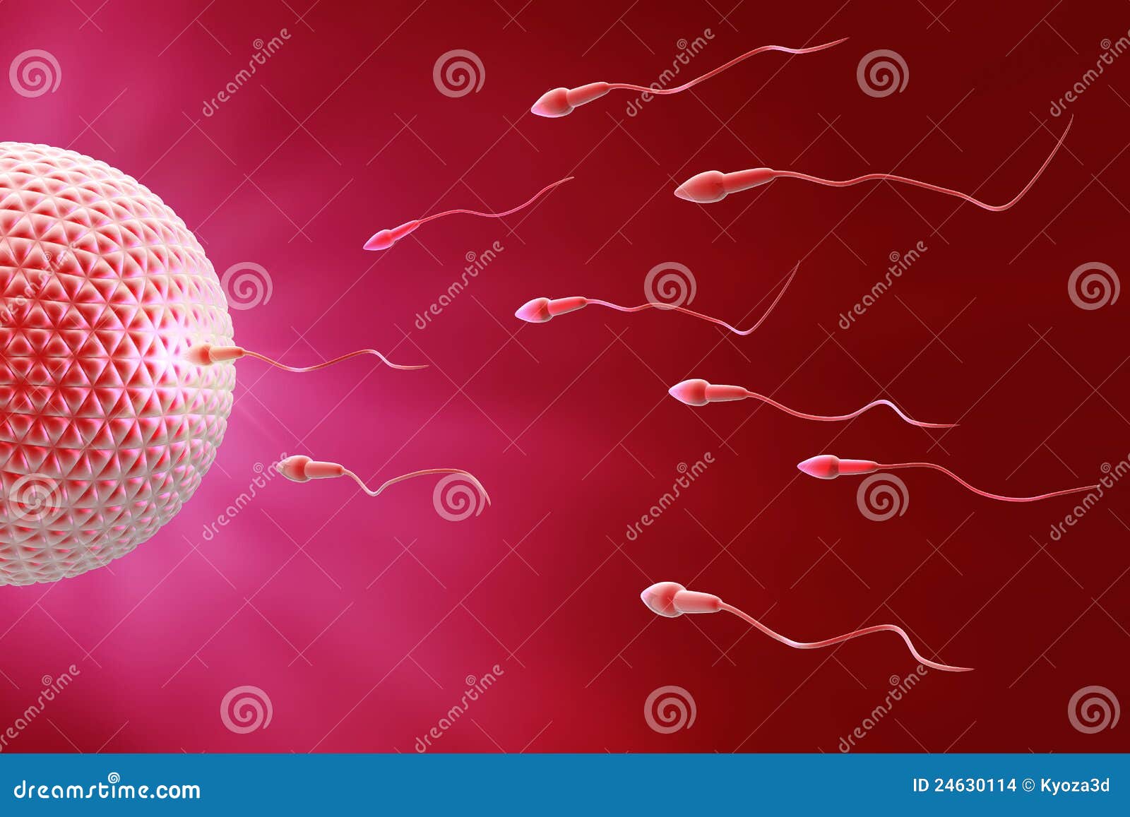 Sperm and egg Fecundation stock photo. Image of health - 24630114