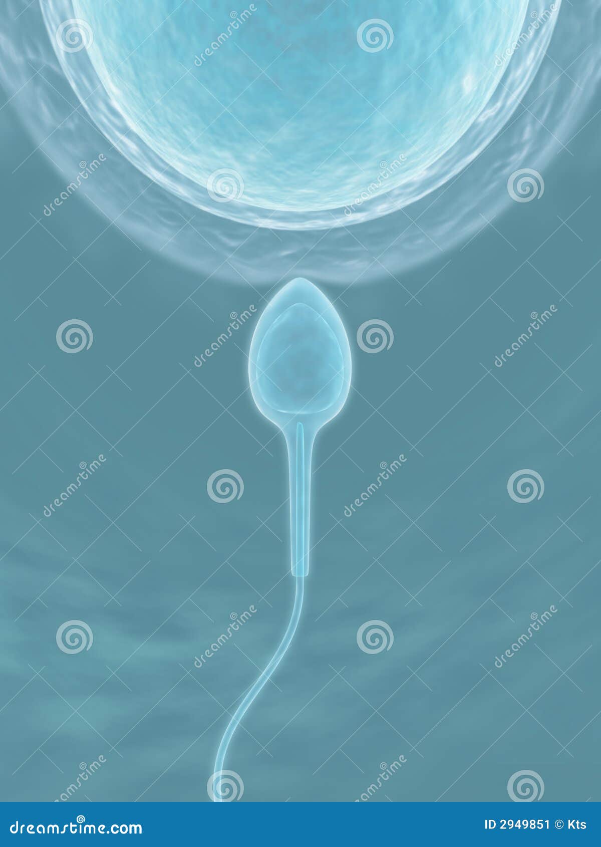Sperm (the fecundation) stock illustration. Illustration of microscopic ...