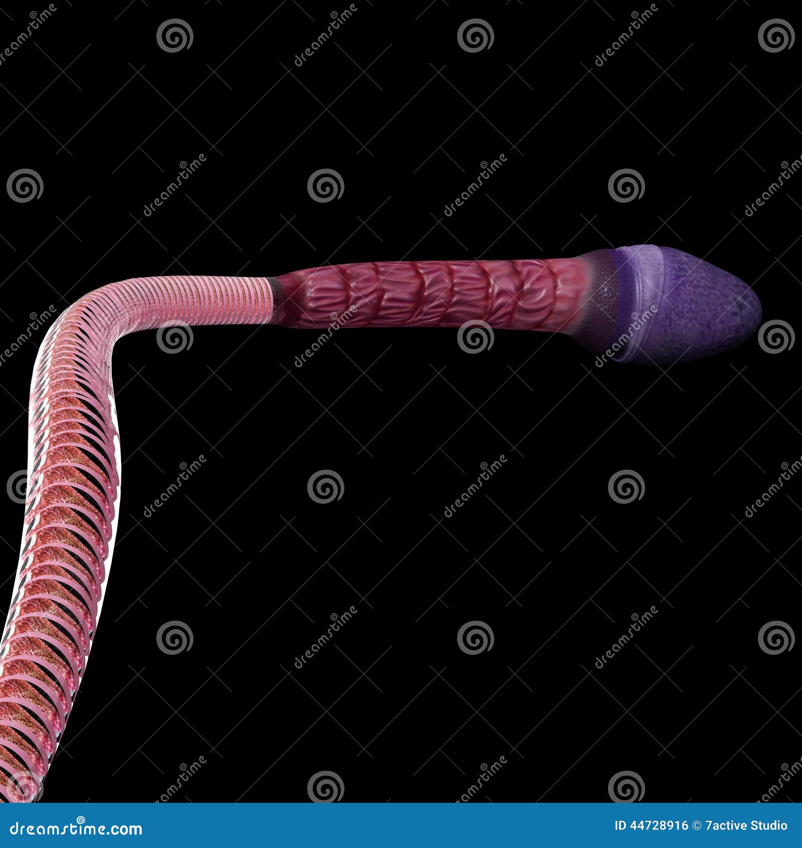 Sperm stock photo. Image of research, life, reproduction - 44728916 Sperm stock photo. Image of research, life, reproduction - 44728916