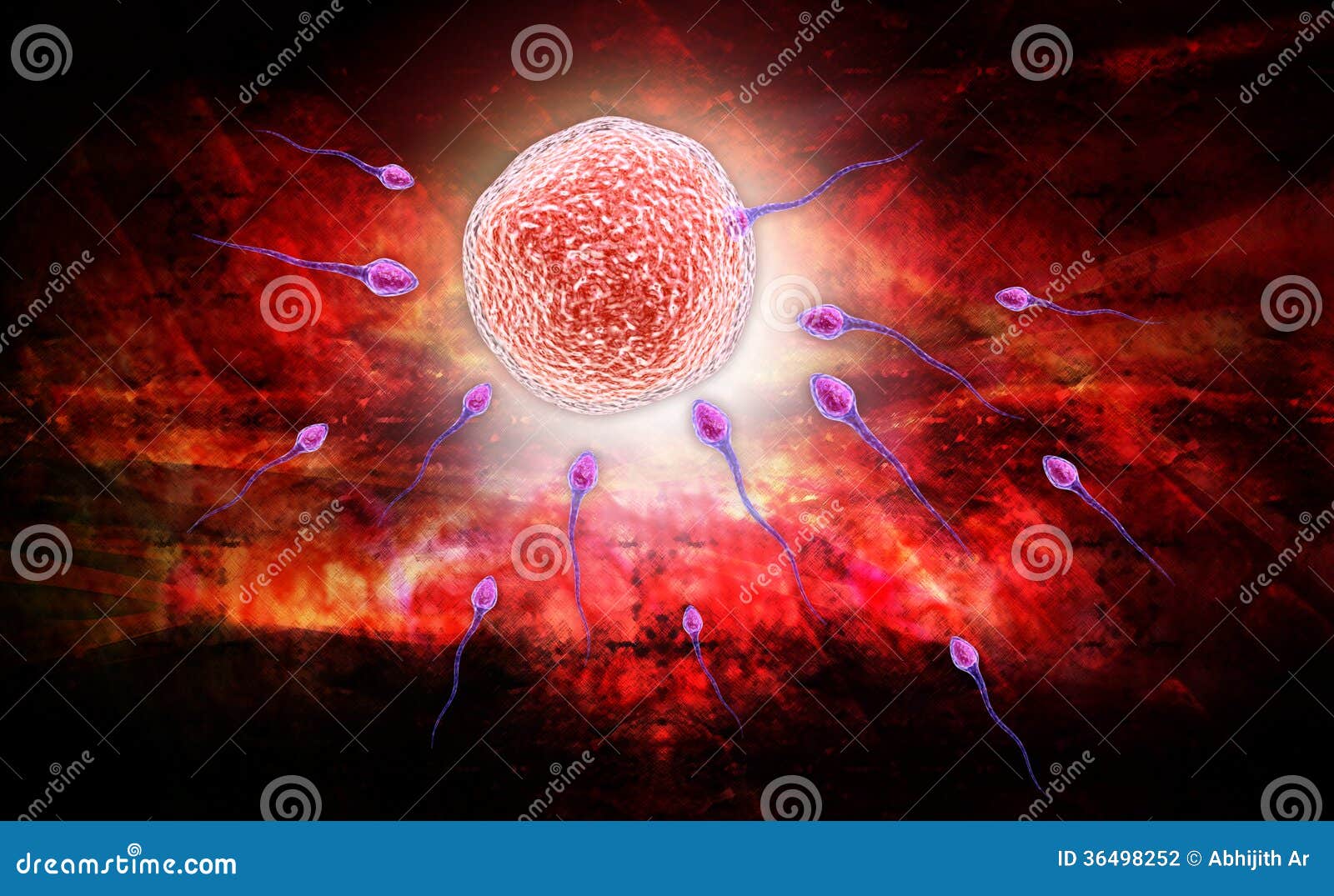 227 Sperm Ovule Photos - Free & Royalty-Free Stock Photos from Dreamstime