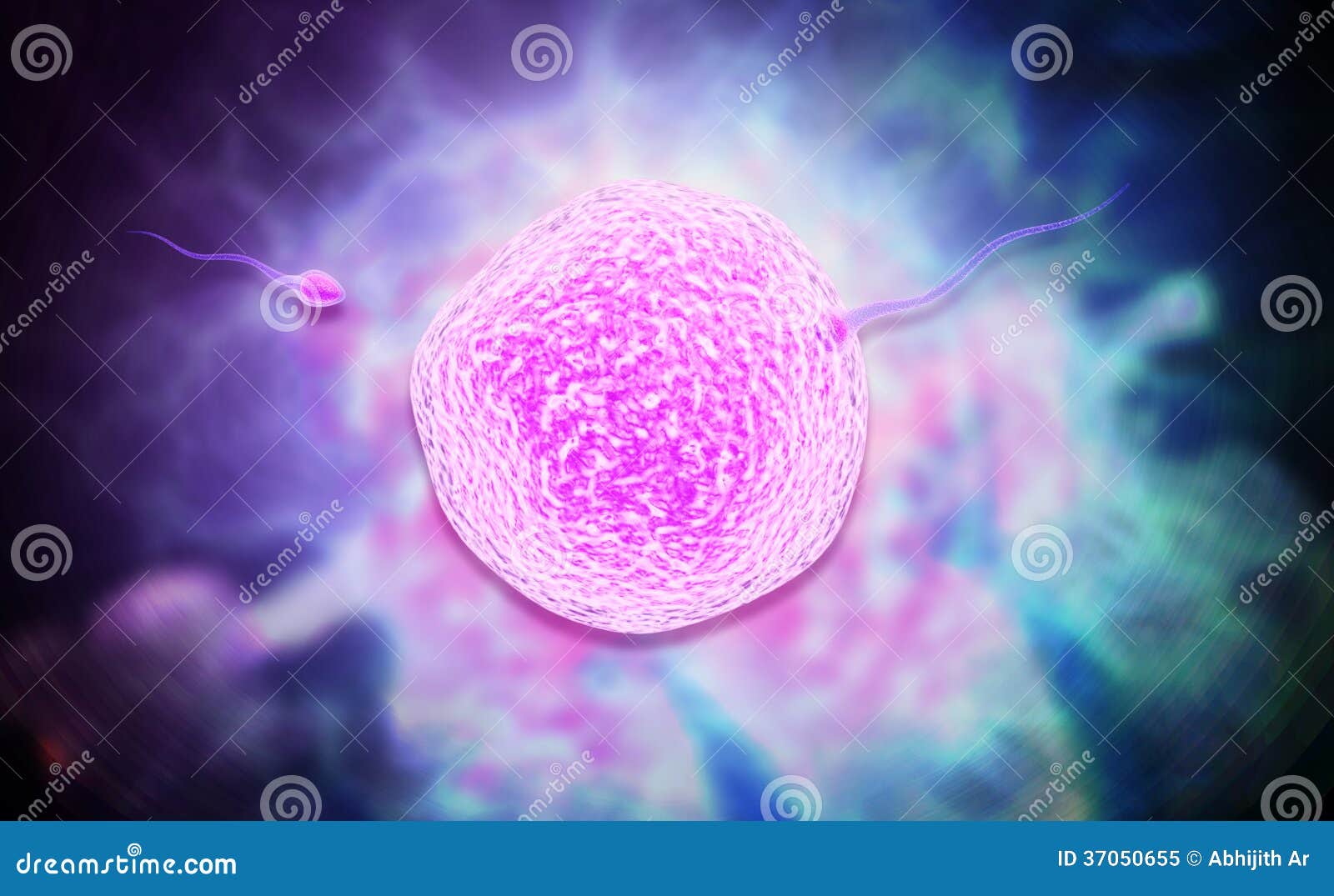 Sperm and ovule stock image. Image of anatomy, aspiration - 37050655