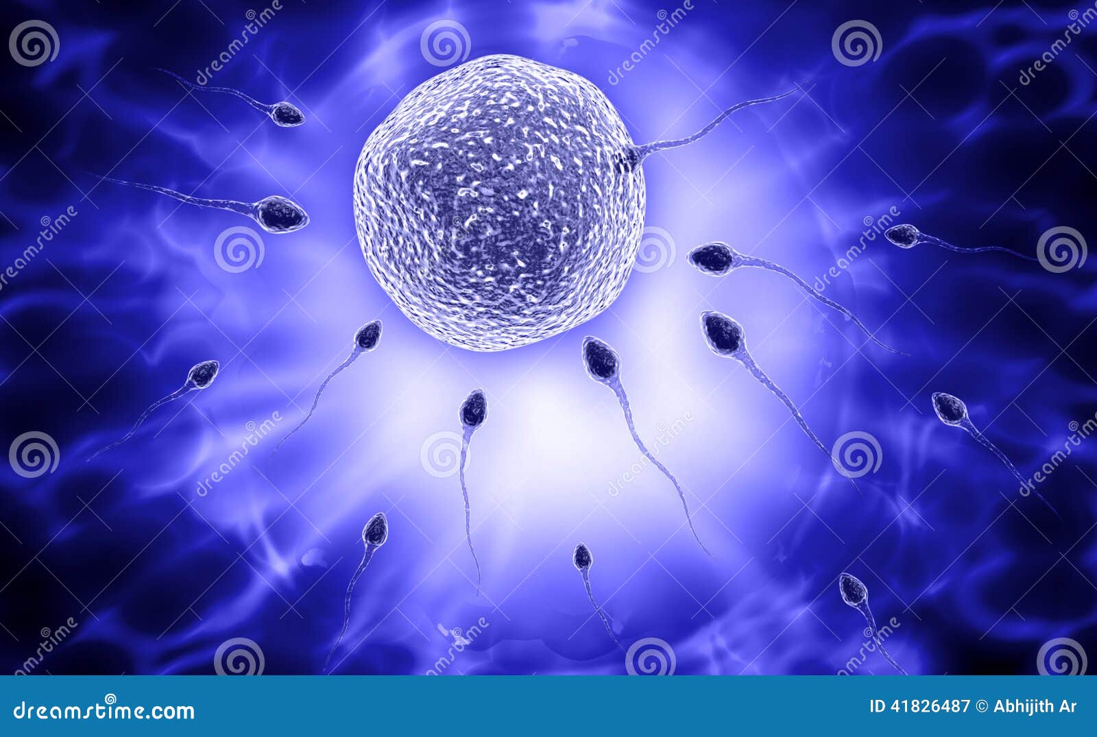Sperm And Ovule Stock Illustration | CartoonDealer.com #32590504