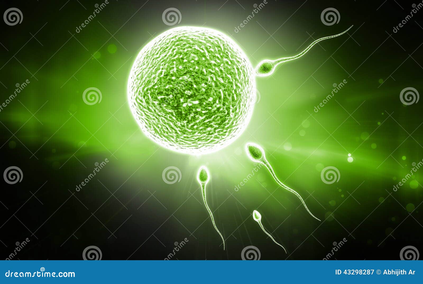 Sperm and ovule stock image. Image of ovulation, male - 43298287