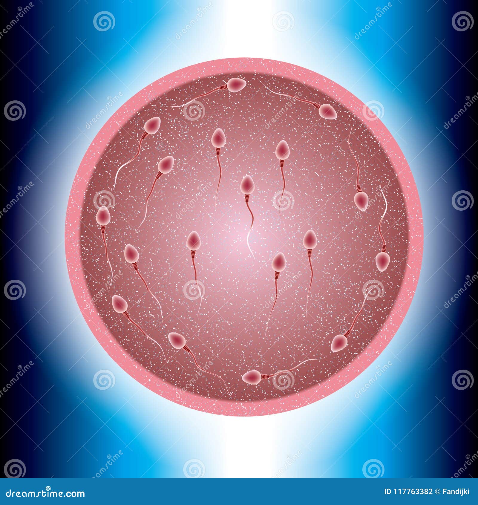 Ovum Fertilization Process