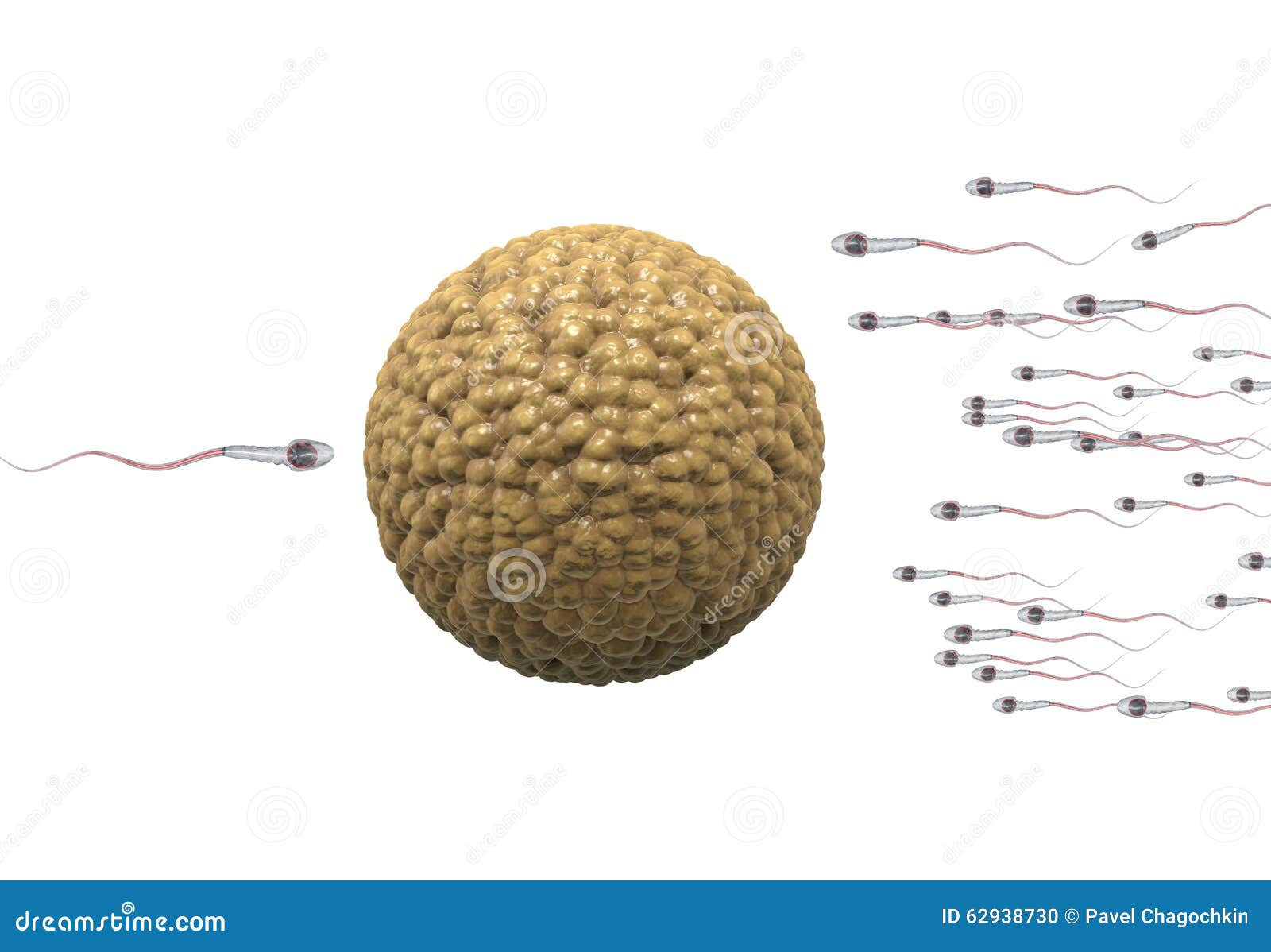 Sperm. Spermatozoons, Floating To Ovule Stock Illustration ...