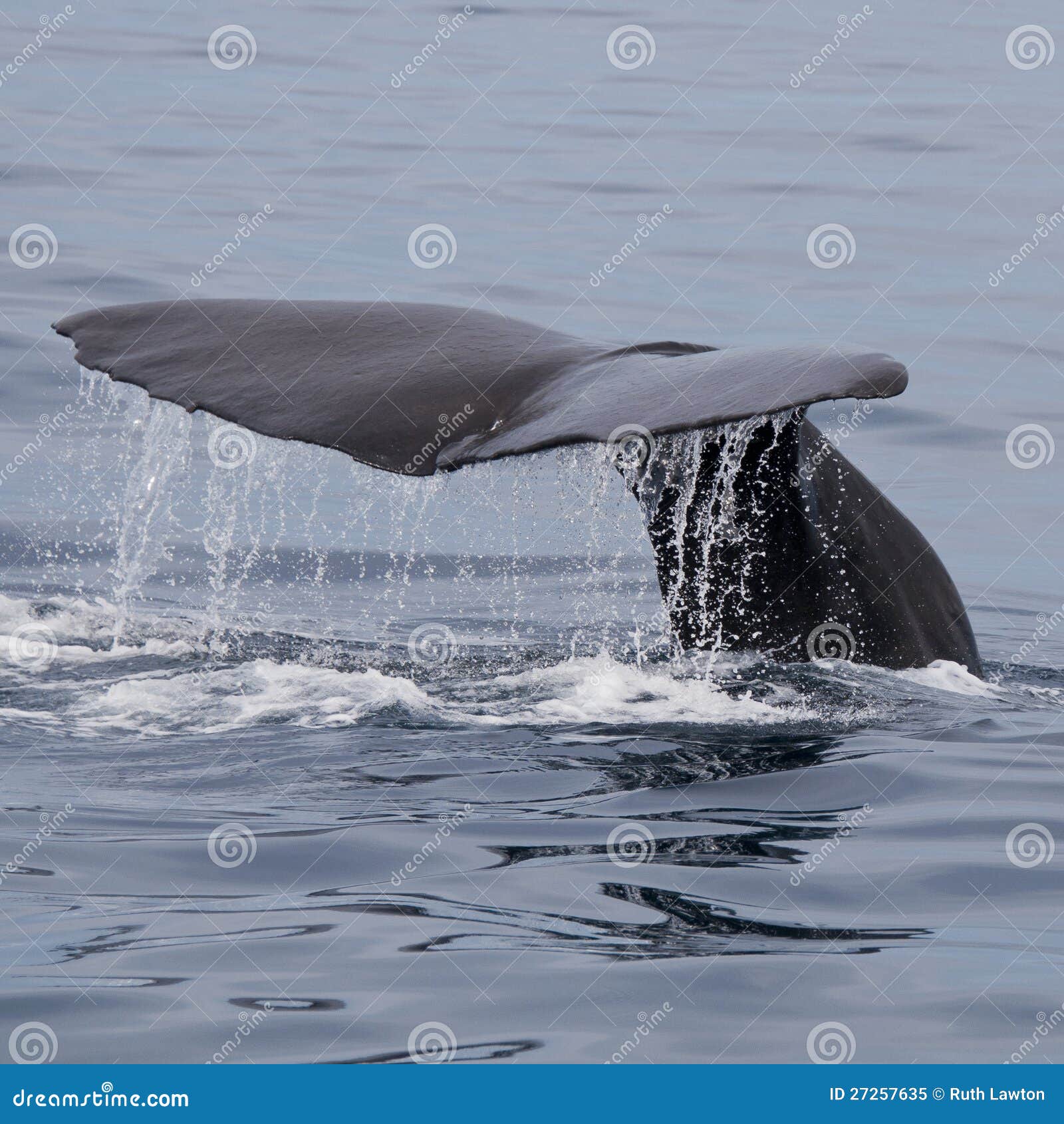 Sperm Whale stock image. Image of wildlife, immerse, travel - 27257635