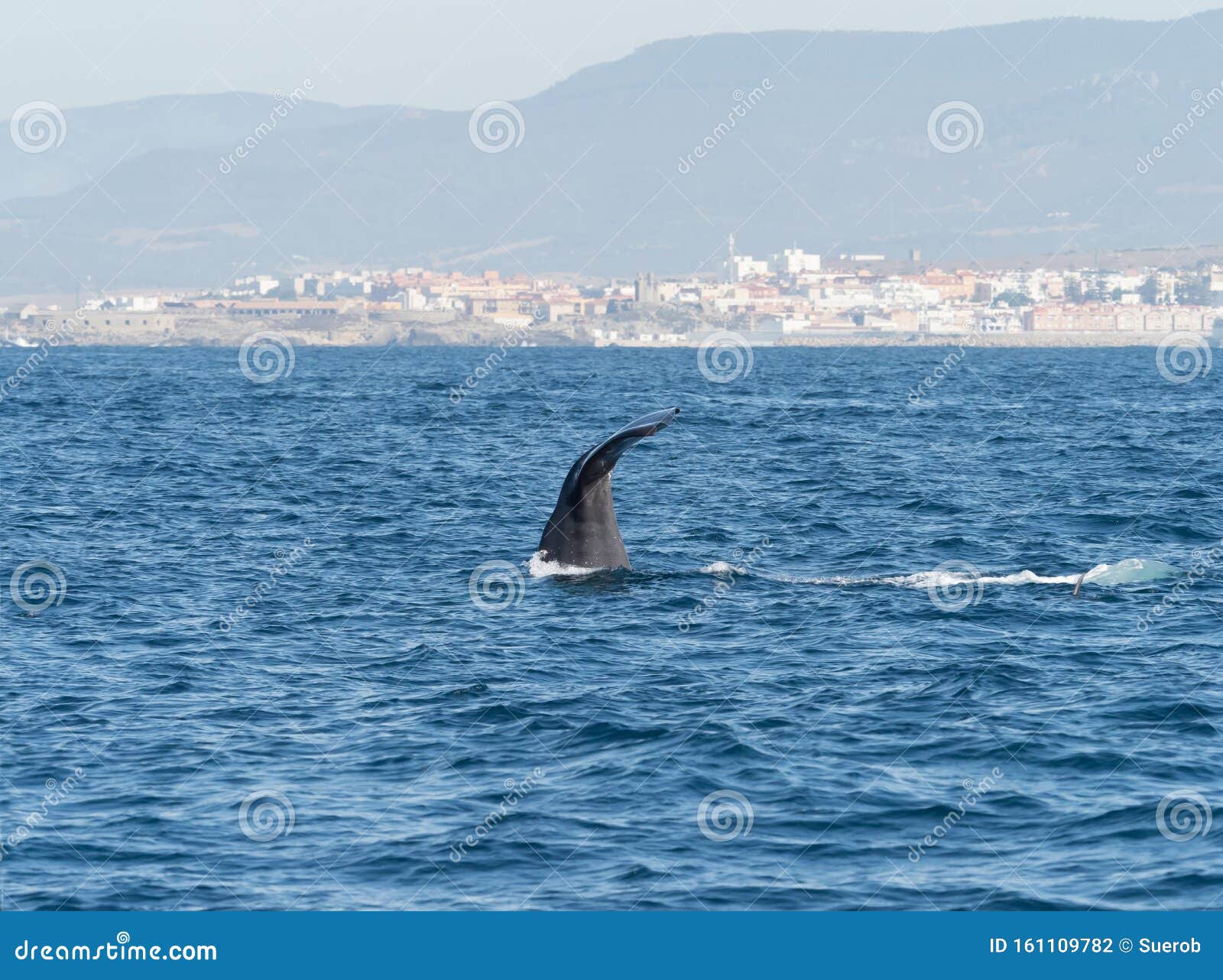 Sperm Whale Diving Showing Flukes Stock Photo - Image of diving ...