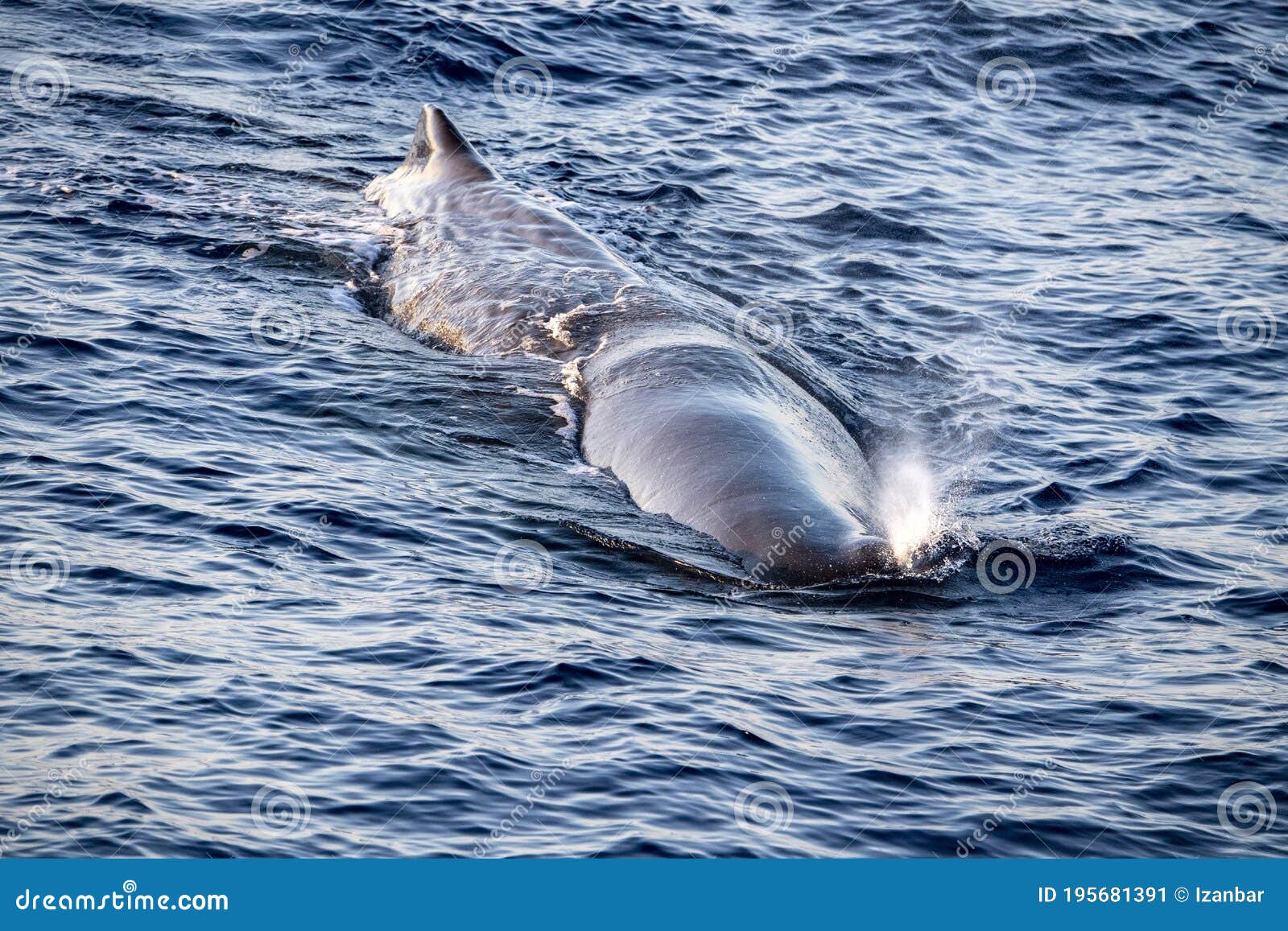 Sperm Whale Head at Sunset while Blowing Stock Image - Image of mammal ...