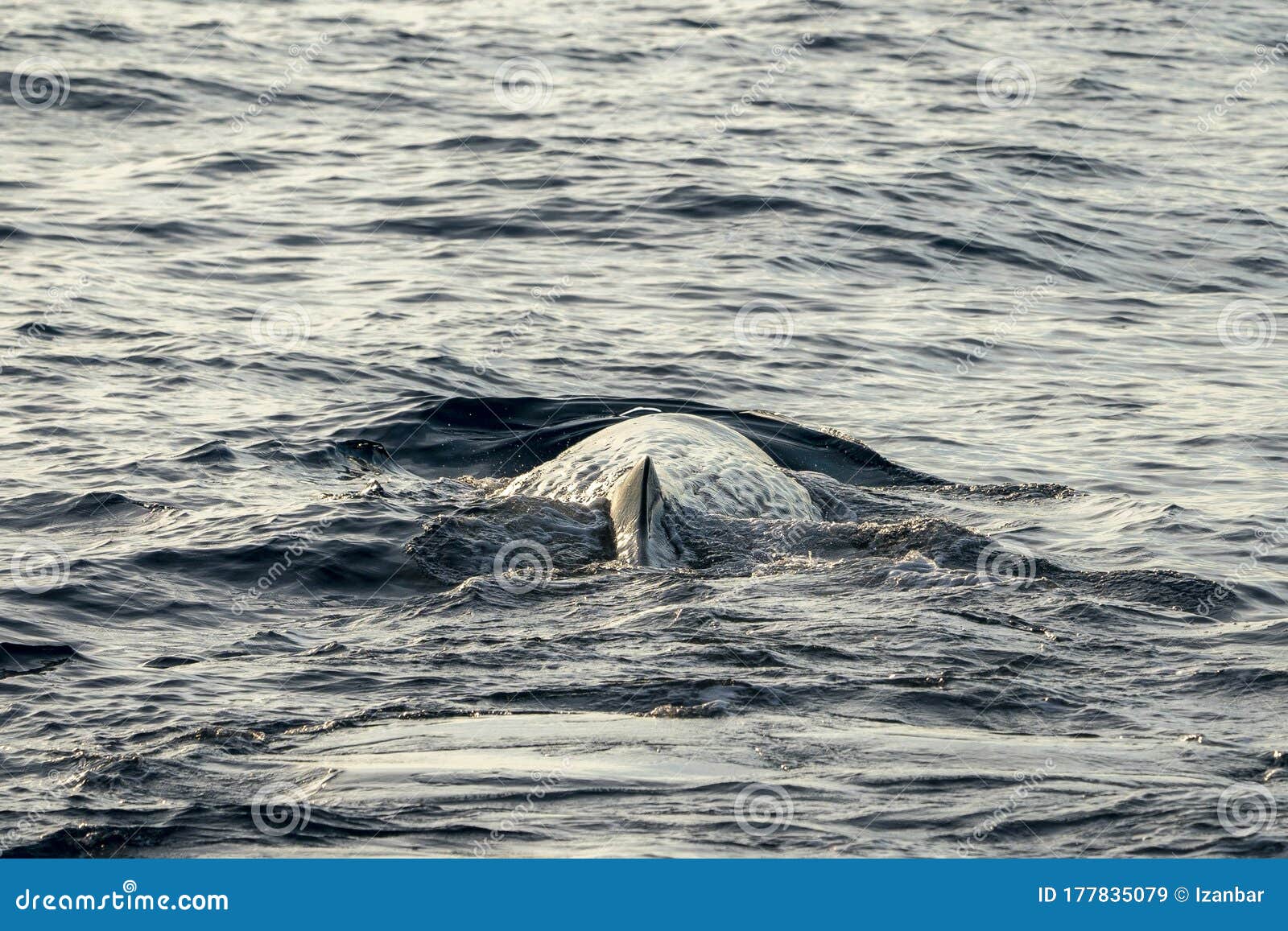 Sperm Whale head at sunset stock image. Image of beautiful - 177835079