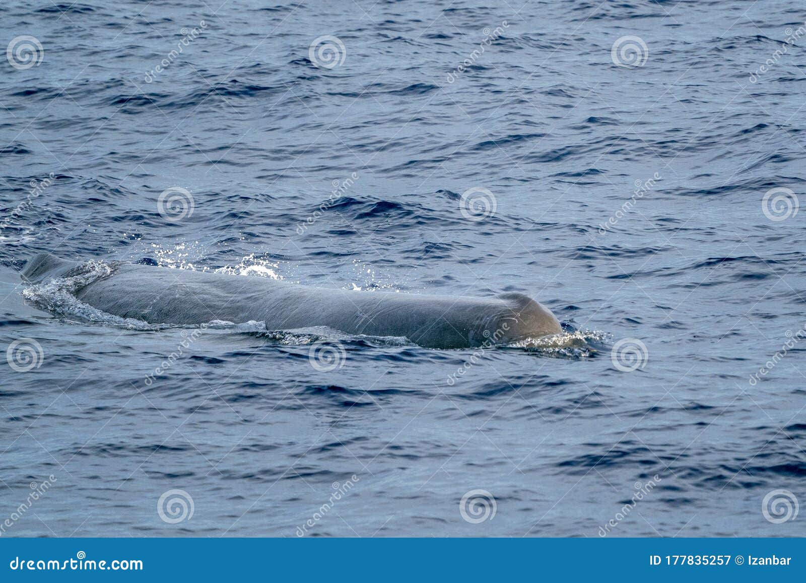 Sperm Whale head at sunset stock image. Image of macrocephalus - 177835257