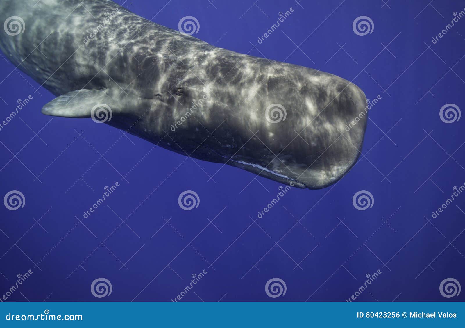 Sperm Whale Underwater stock photo. Image of aquatic - 80423256