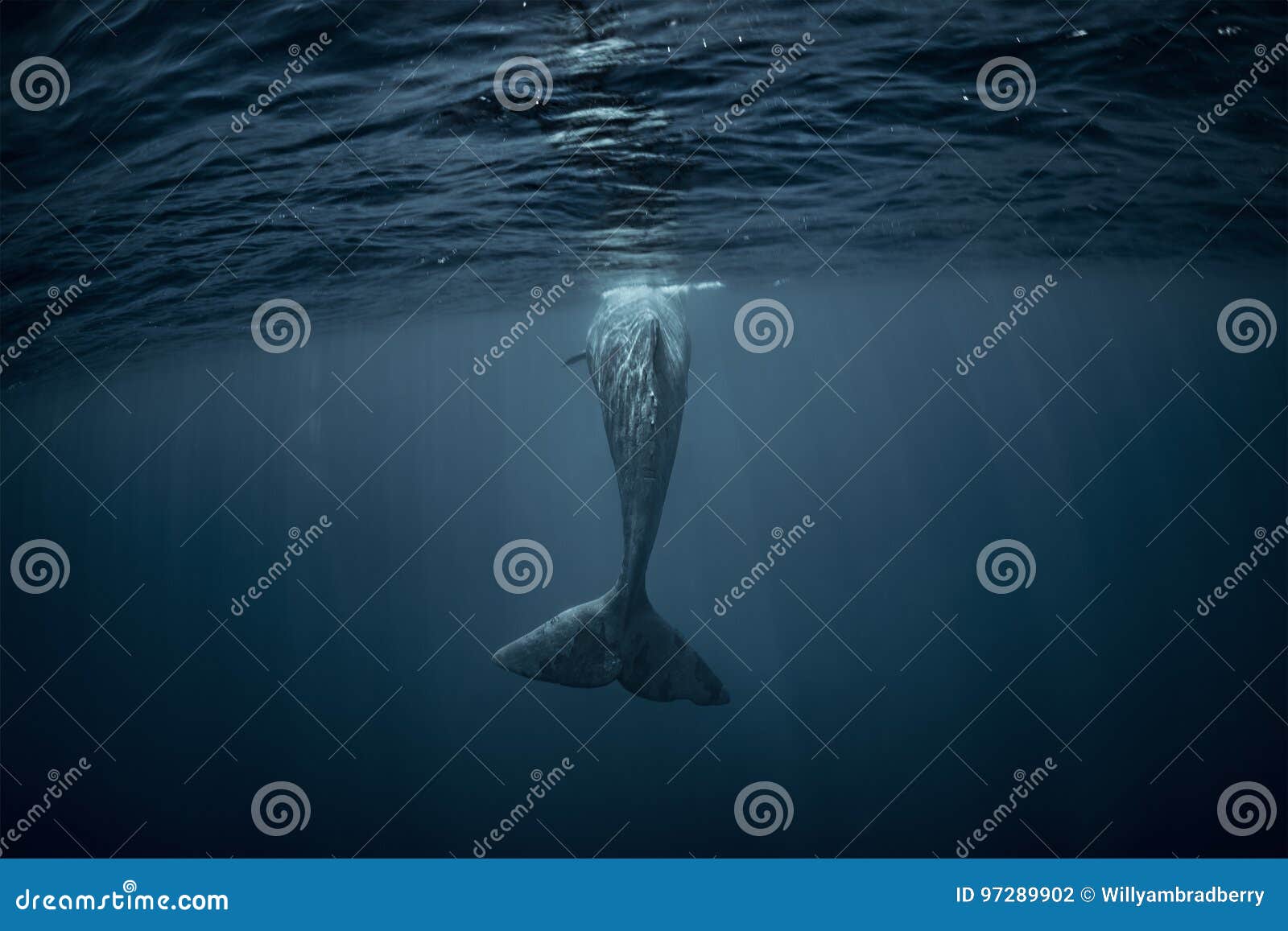 A Whale in Deep Blue Ocean Underwater Stock Photo - Image of wild ...