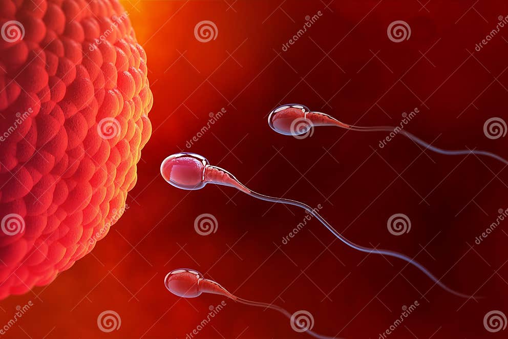 Sperm And Egg Cell Natural Fertilization 3d Illustration On Red