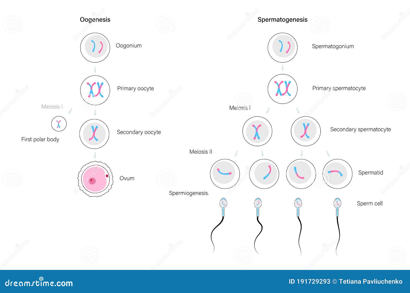 Oogenesis And Spermatogenesis Diagrammatic Representation Oogenesis And Spermatogenesis Diagrammatic Representation