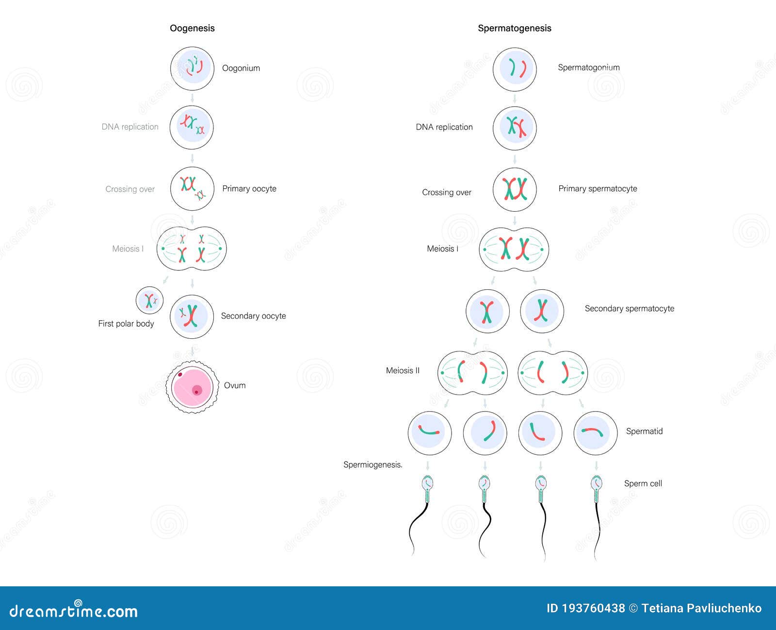 Oogenesis And Spermatogenesis Diagrammatic Representation Oogenesis And Spermatogenesis Diagrammatic Representation