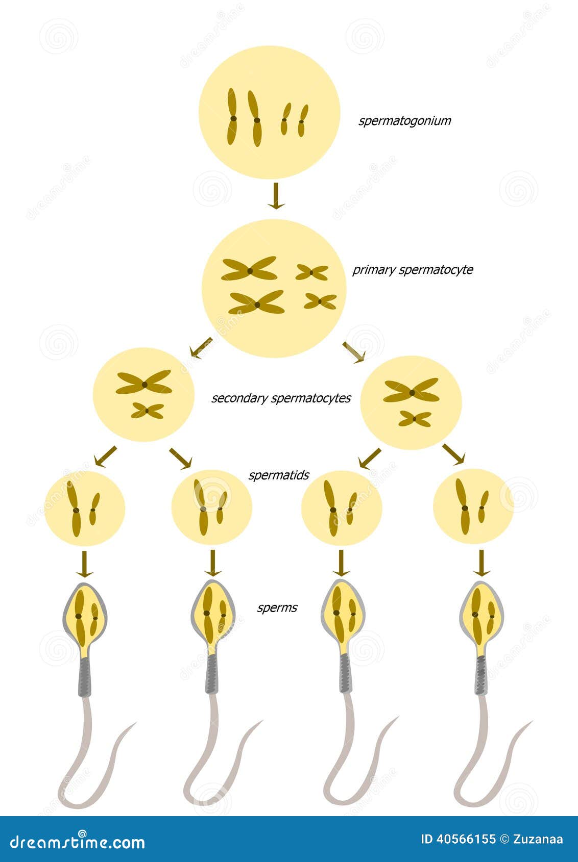 Spermatogenesis Stock Illustration - Image: 40566155