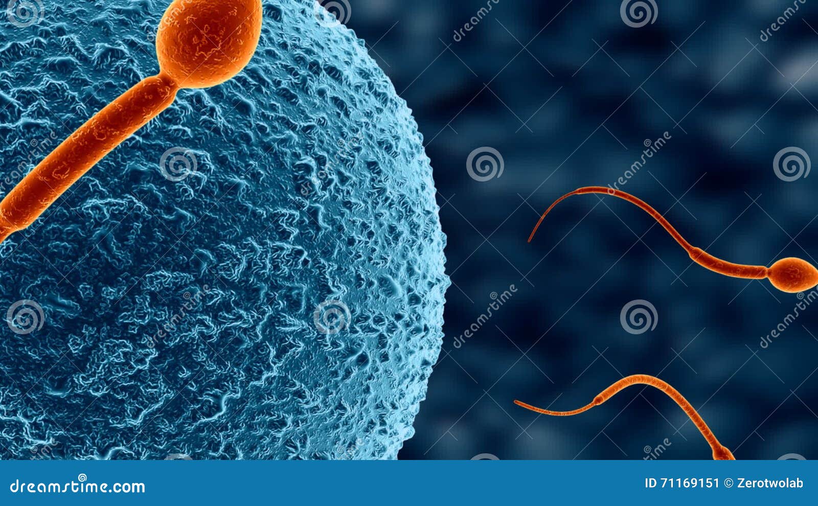 Spermatozoa stock video. Video of anatomy, birth, orgasm - 71169151