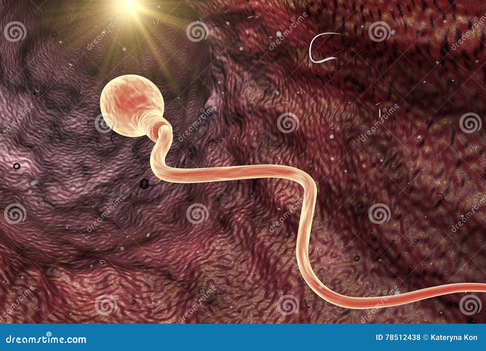 Spermatozoan Moving To Fertilize Egg Cell Stock Illustration ...