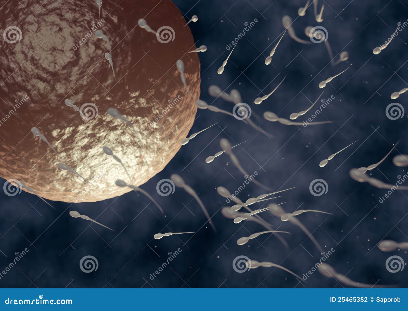 Spermatozoi illustrazione di stock. Illustrazione di dimensionale ...