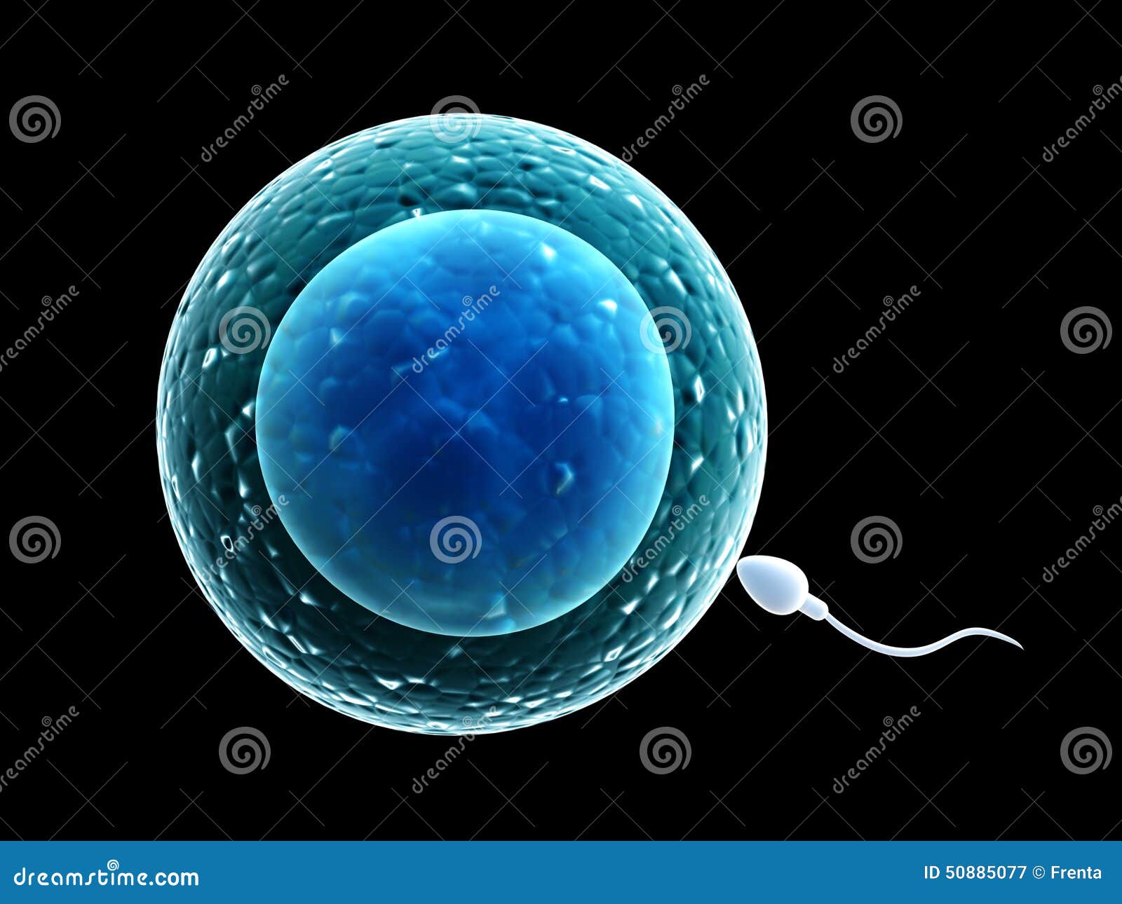 Spermatozoon, Floating To Ovule Stock Illustration - Illustration of ...