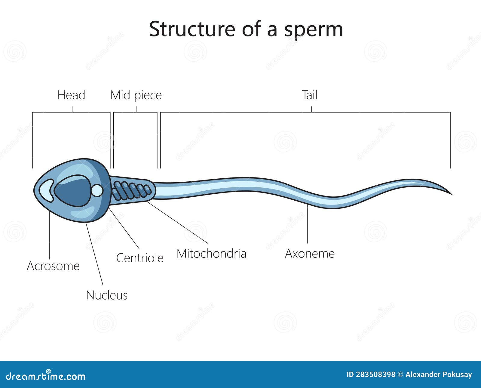 Spermatozoon Structure Diagram Medical Science Stock Illustration ...