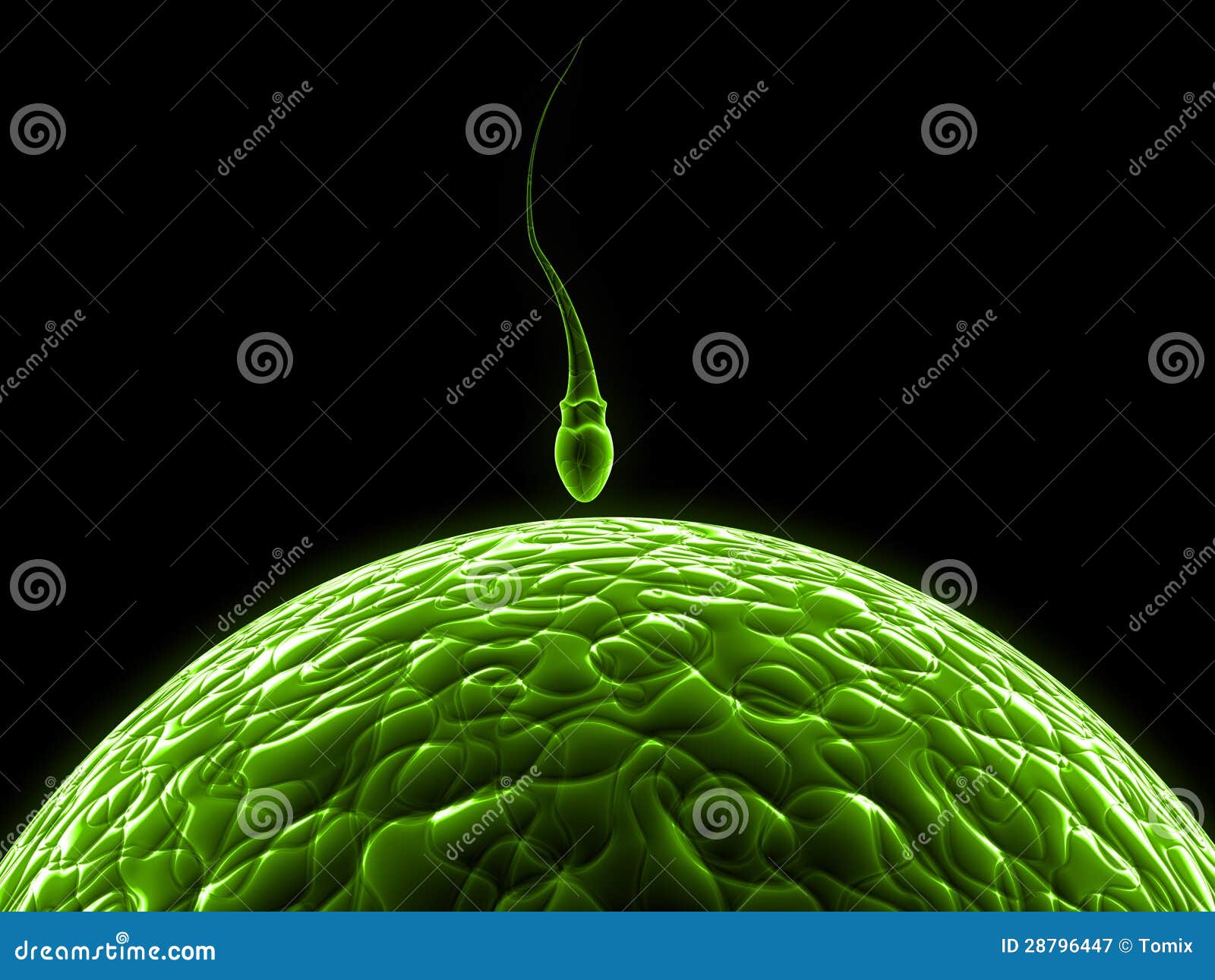 Spermatozoons, Floating To Ovule Stock Illustration - Illustration of ...
